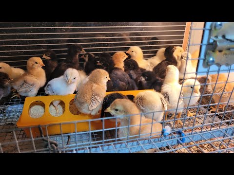 Tavuk Kümesi Bi Kümes 