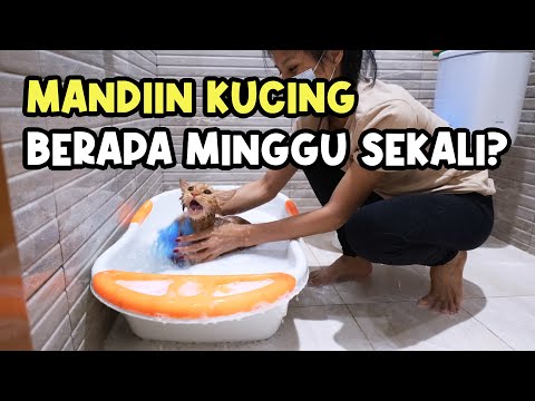 Berapa Kali Kucing Perlu Dimandiin?