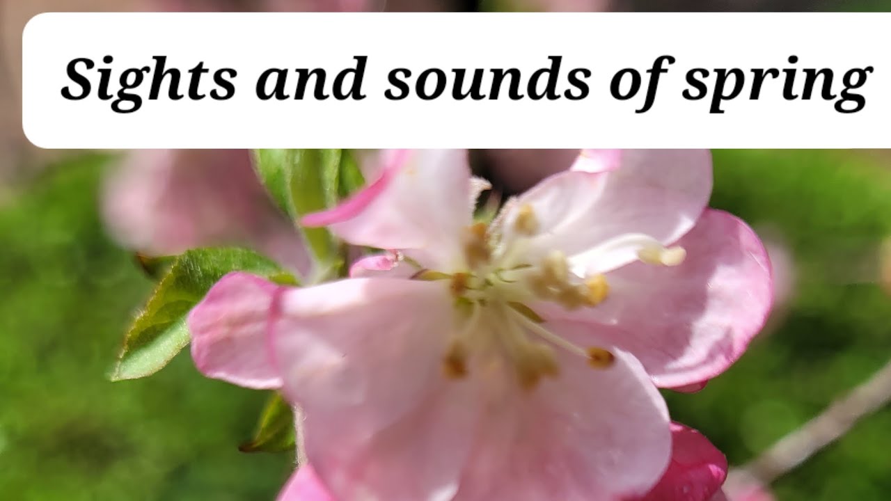 Sights and sounds of Spring. Flowers, birds, rain - YouTube