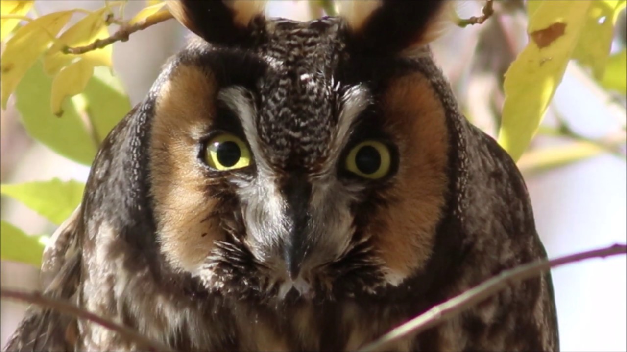 Long-eared owl roosting Trinity River Dallas, Texas - YouTube