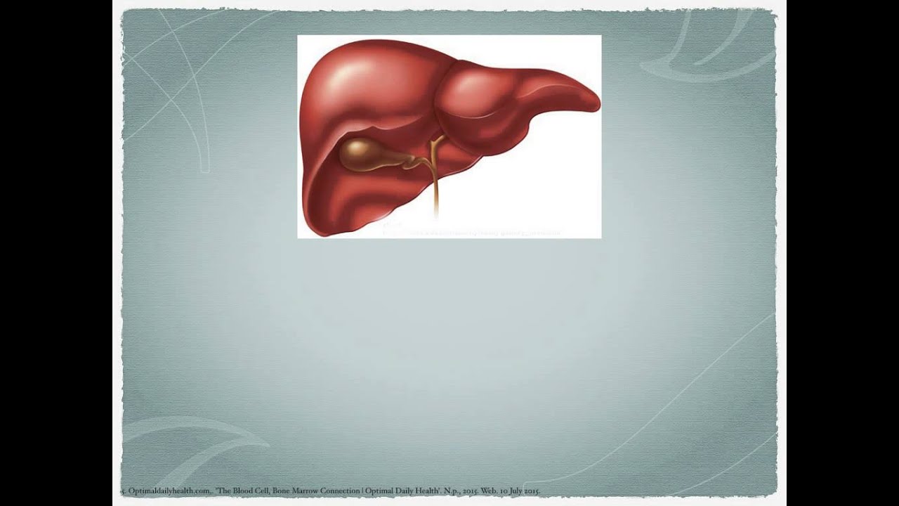 The Life Cycle of a Red Blood Cell - YouTube