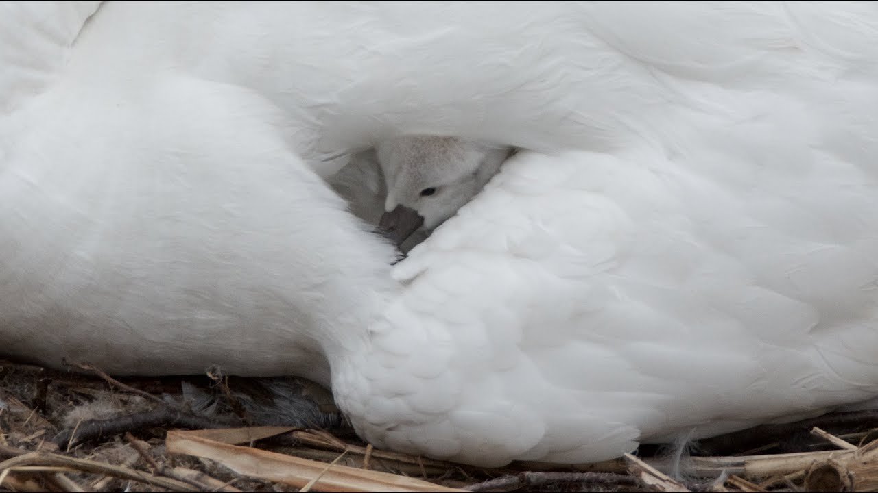 Swan Hatchling Peek-a-boo - Cygnet First Sight - YouTube
