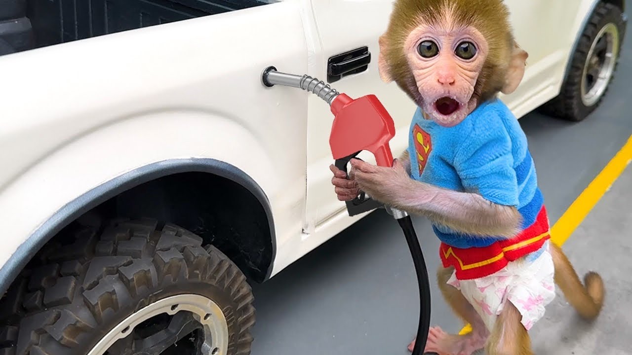 Monkey Baby Bon Bon Transports Giant Surprise Eggs And With Puppies In ...