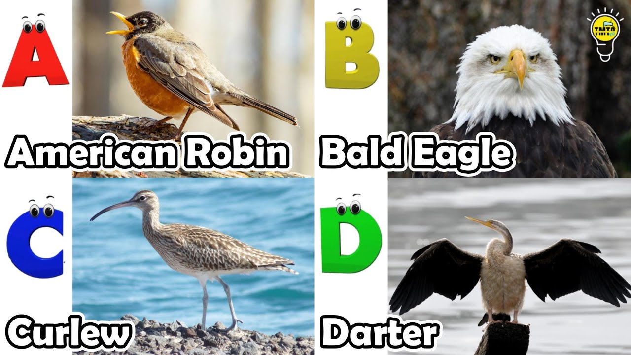 Birds Alphabet Song for Kids | Birds ABC Song | Phonics for Kids | Baby ...