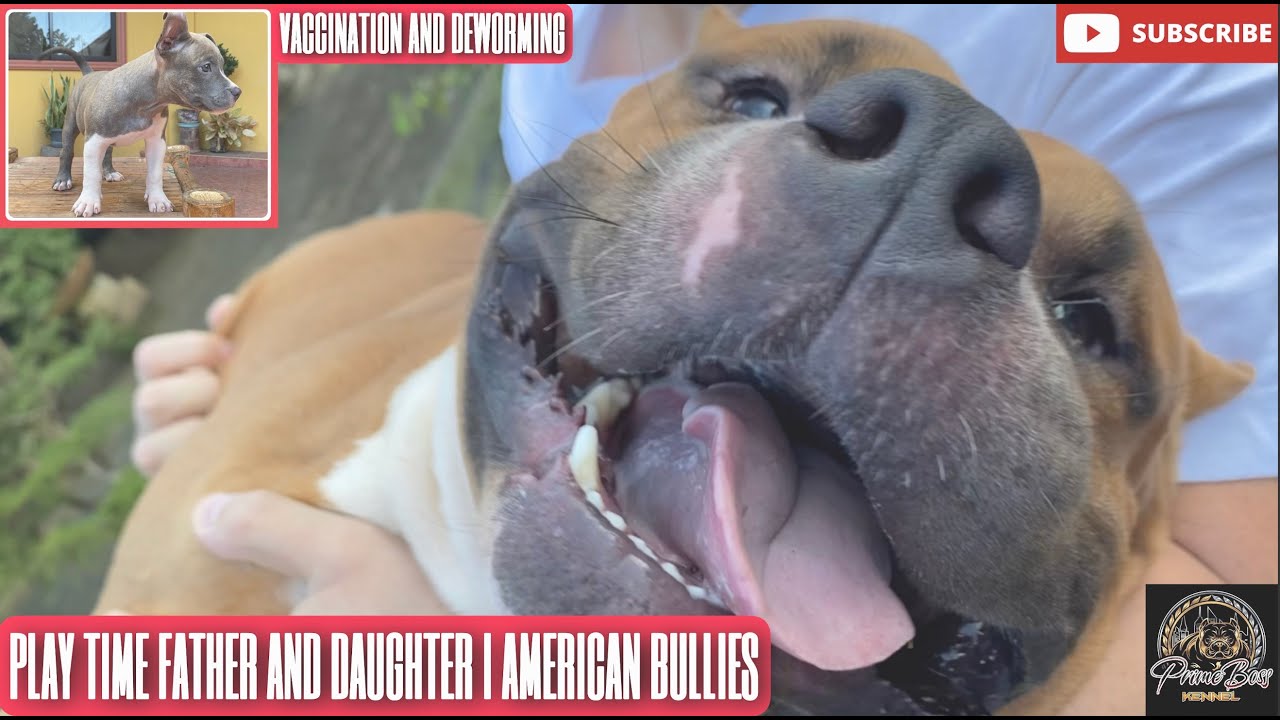 AMERICAN BULLIES I ROTTWEILERS *watch until the end* - YouTube