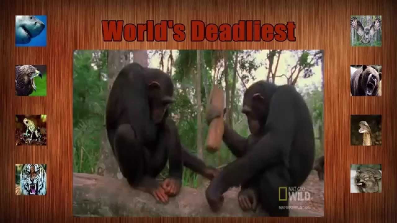 World s Deadliest - Killers Like Us Chimpanzees - YouTube