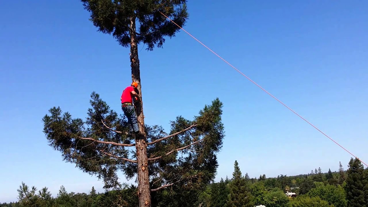 Dave Topping a Large Redwood - YouTube