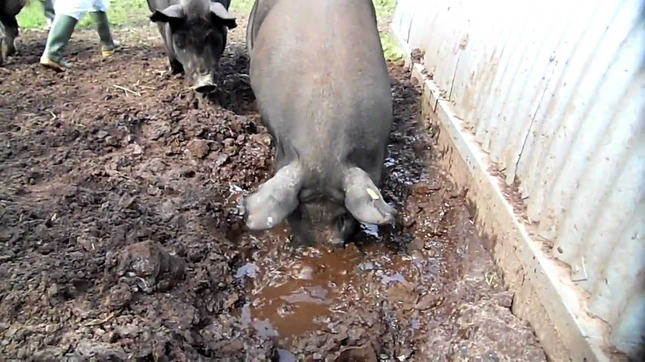 Varkens in de rij voor een lekker modderbad! - YouTube
