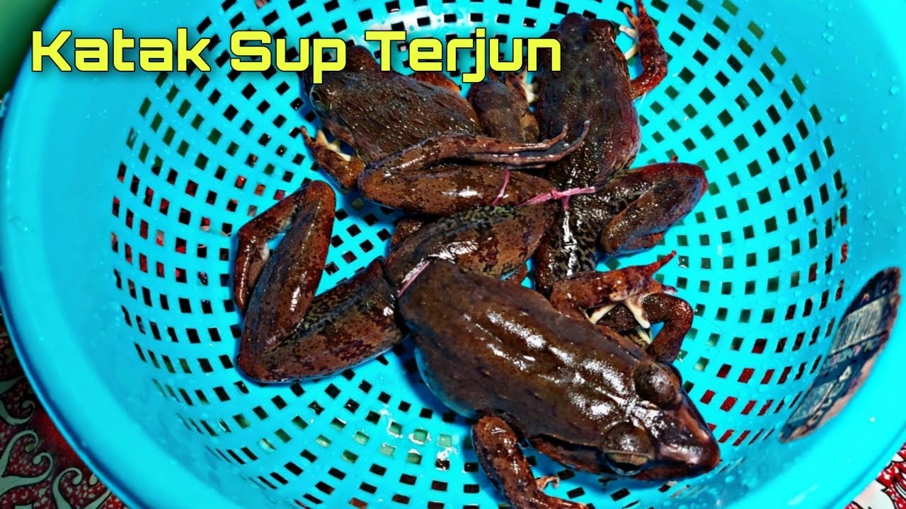Masak Katak Sup Terjun Campur Dengan Buah Timun - YouTube