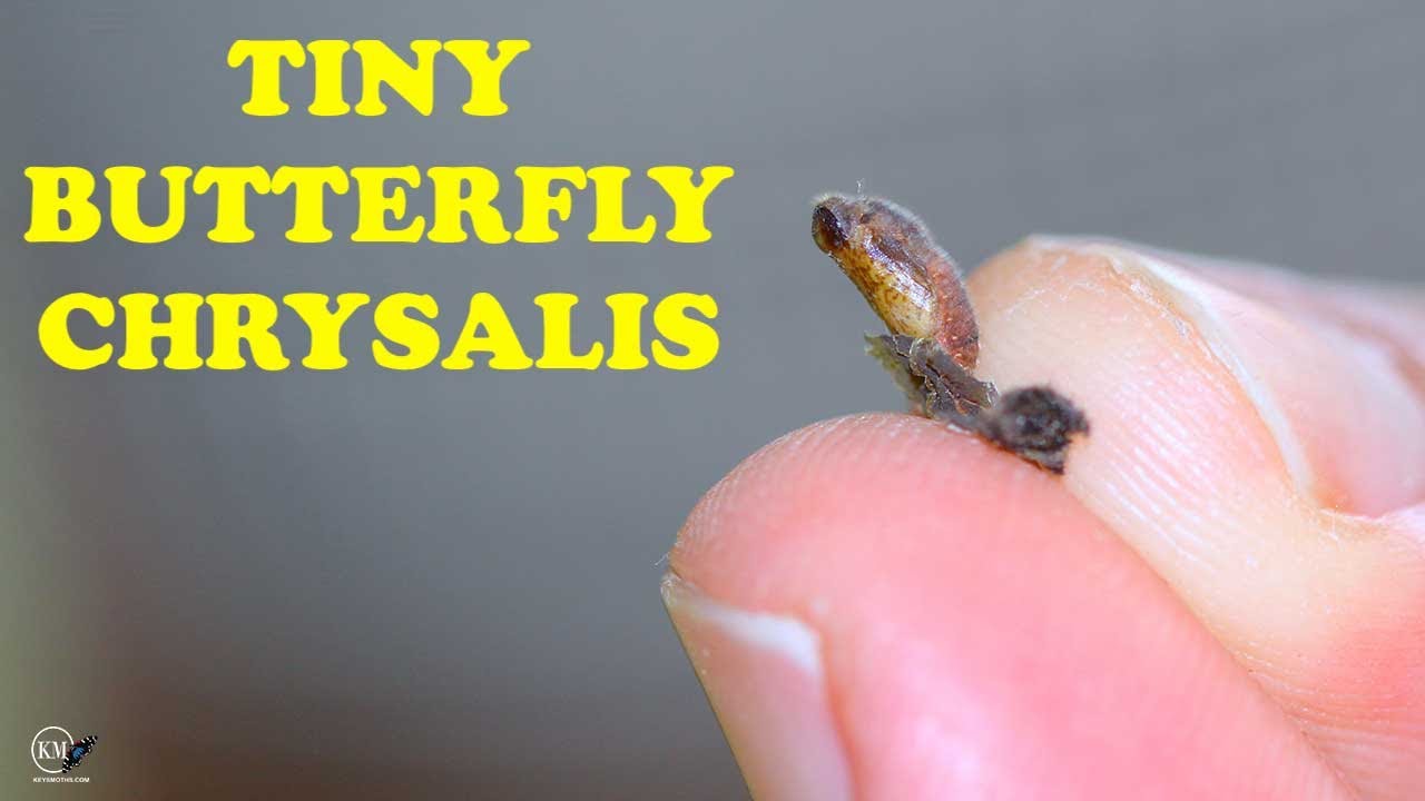 SMALLEST BUTTERFLY CHRYSALIS YOU'LL EVER SEE RAISING MICRO BUTTERFLIES ...