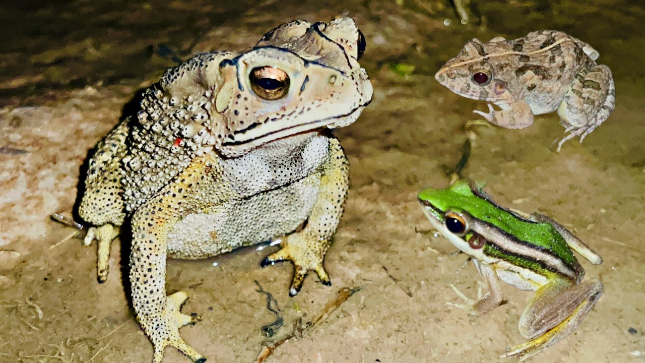 The last big frog makes you laugh | catch frogs forfun | catch frog ...