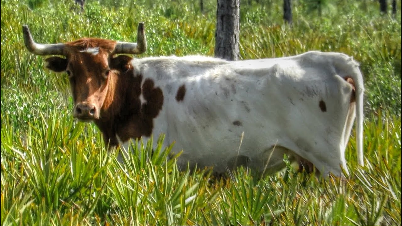 Florida Cracker Cattle - YouTube