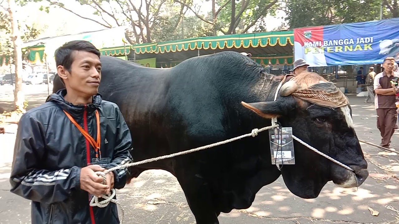 Sapi Monster Hitam Sapi Sumba Kelas Ekstrim Kontes Sapi Malang 2019 ...