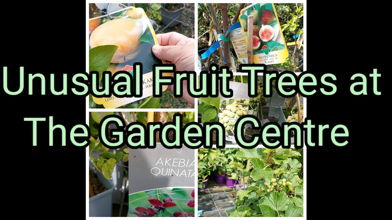 Unusual Fruit Trees at the Garden Centre - YouTube