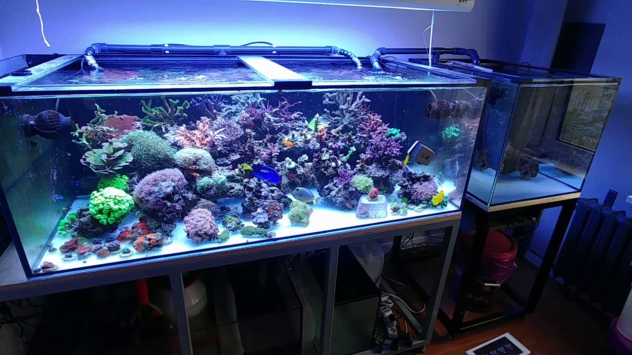 My 1200L reef system - YouTube