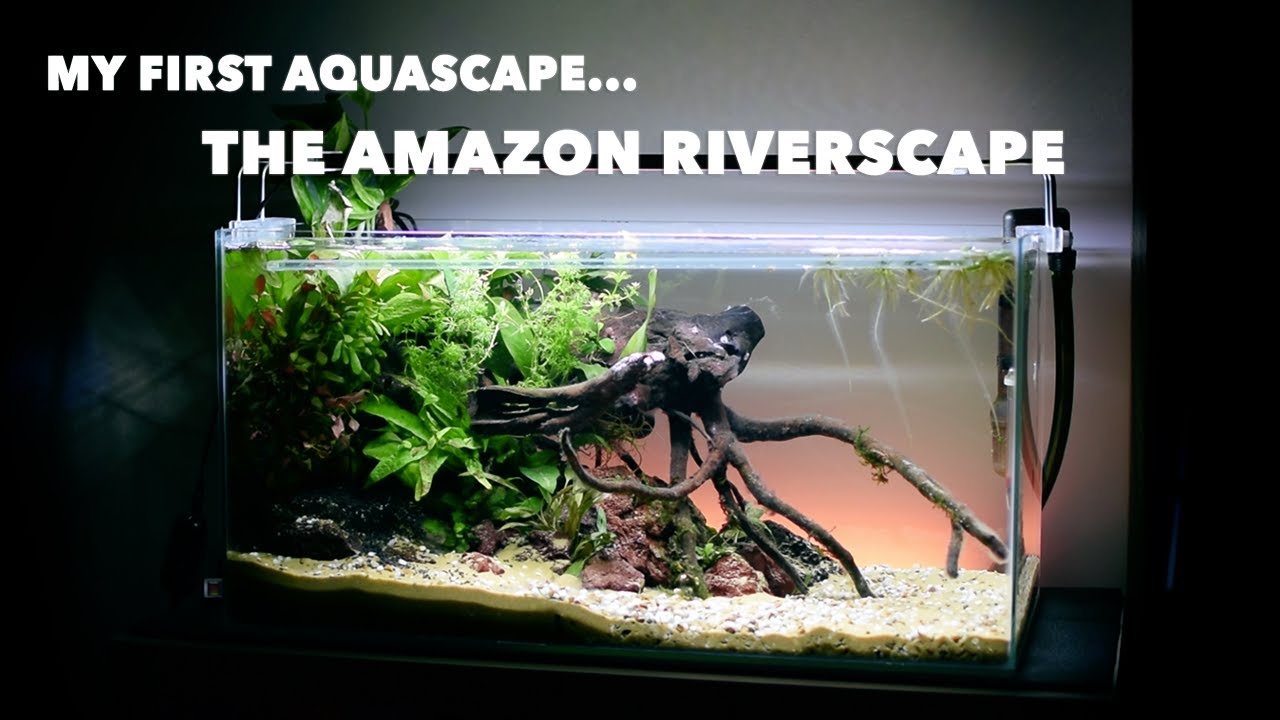 Beginner's Aquascaping Tutorial: The AMAZON RIVERSCAPE (Low - Tech ...