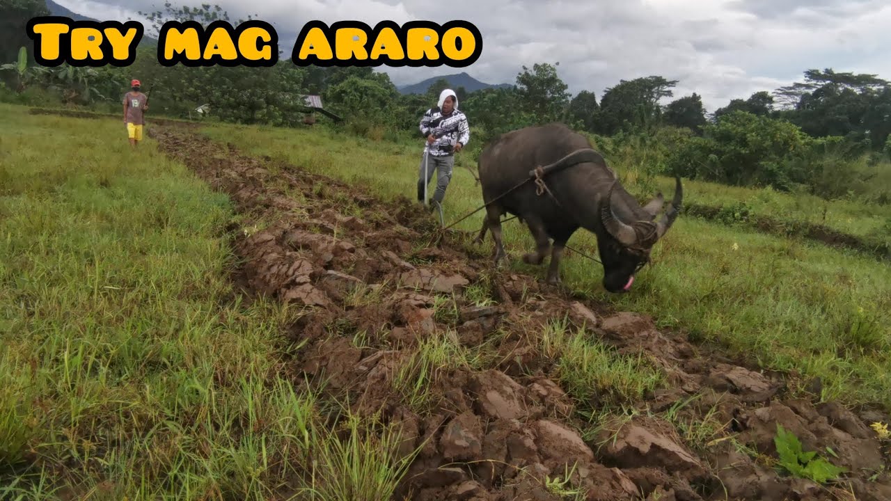 EP10 manila boy sumobok mag araro #lifeinprovince #buhaybukid # ...