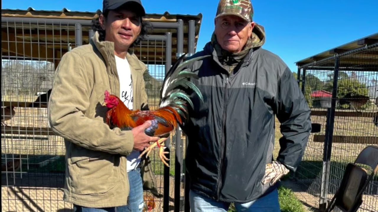 RAPTOR SWEATER | ALBANY || LARRY ROMERO… - YouTube