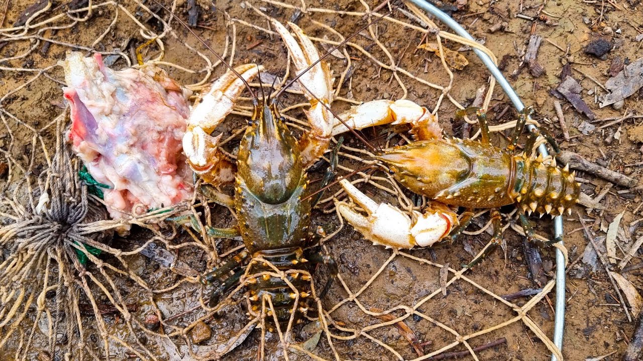 Murray crayfish opening 2022 - YouTube