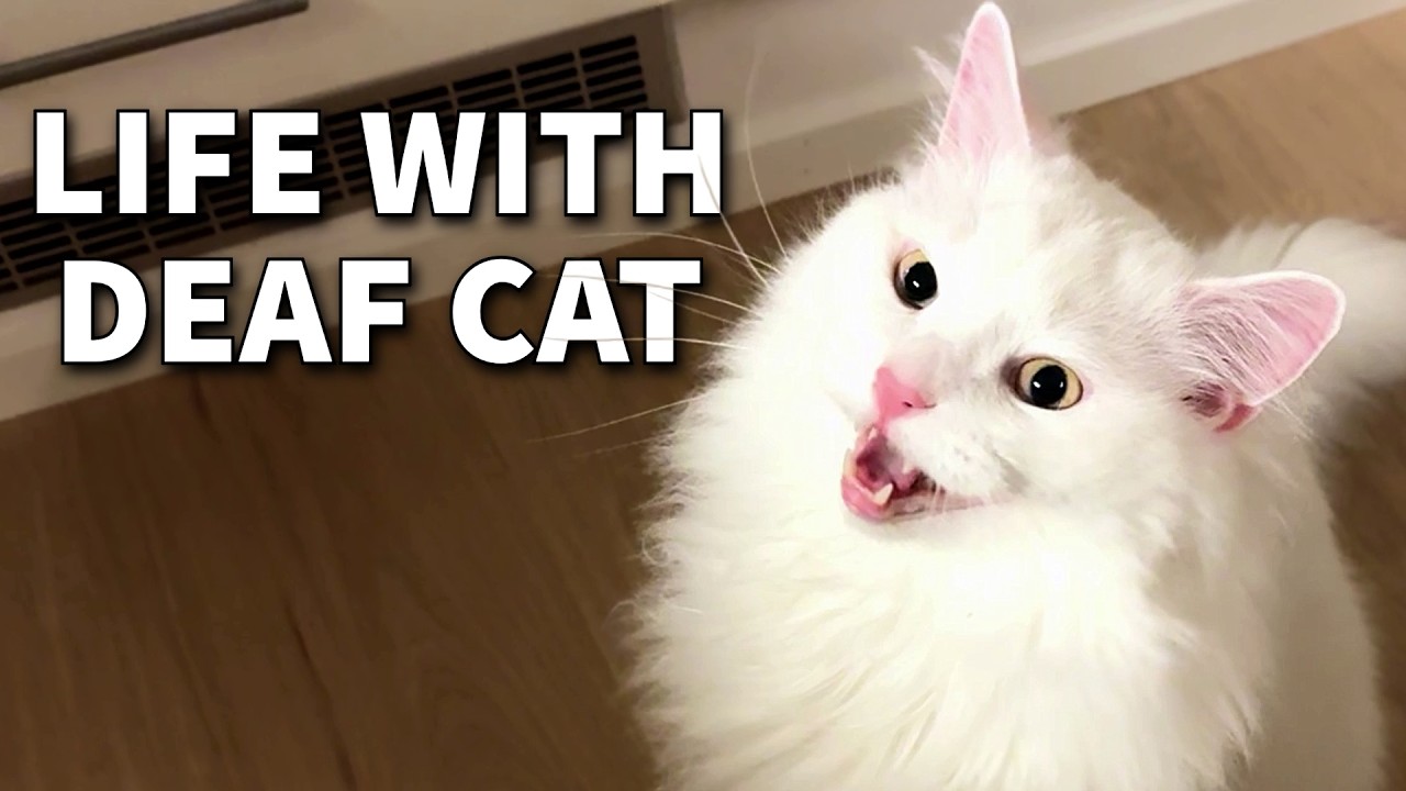 What It’s Like Living with a Deaf Cat? - YouTube