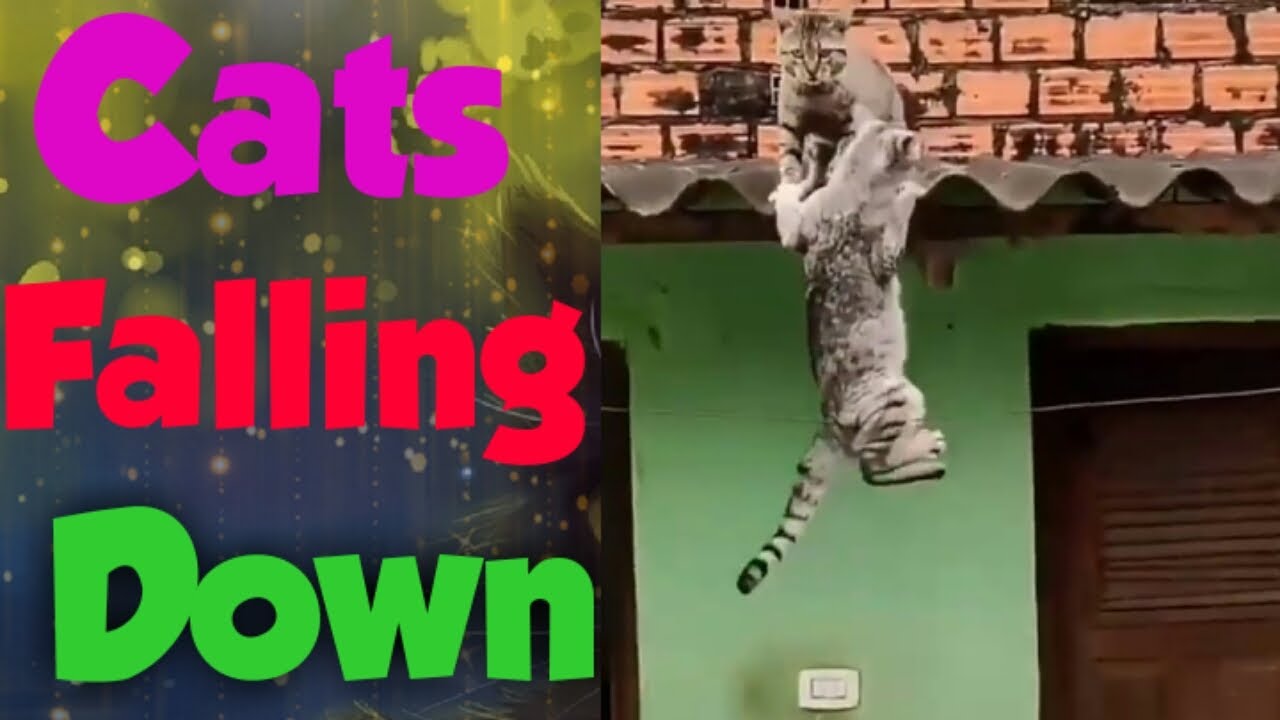 Funny Cute Cats Jump And Falling Down Competition Video In 2020 - YouTube