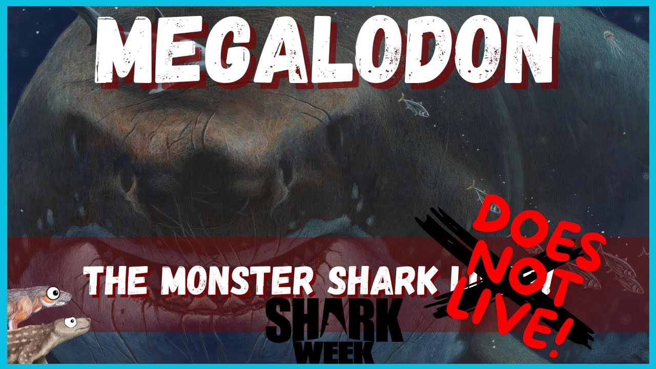Megalodon: the Monster Shark DOES NOT LIVE! Shark Week Special - YouTube