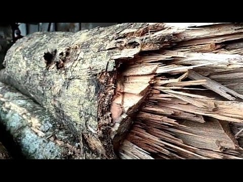 BIG PROBLEM!! WOOD BRINGS DISASTER IN THE SAWMILL