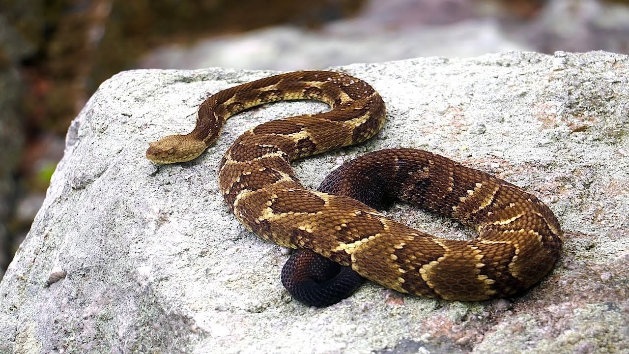 Rattlesnake Hunting In The Rain | 15 Snakes | - YouTube