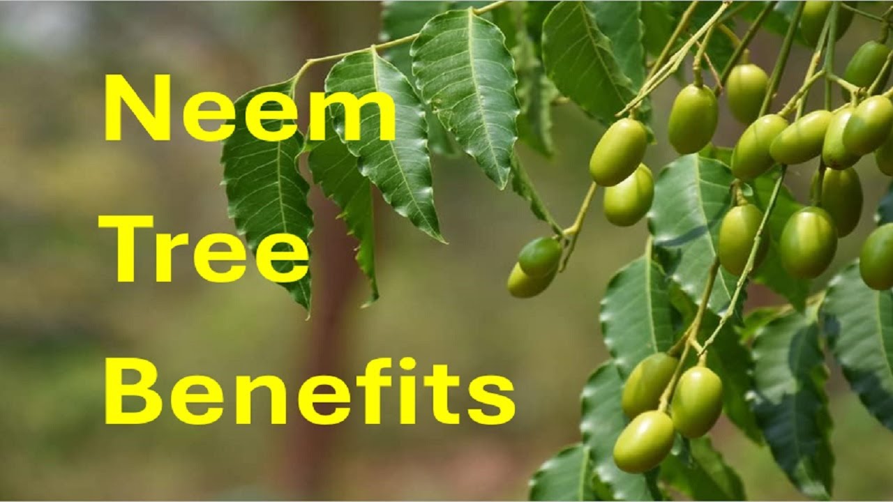 Neem Tree Benefits | Neem Tree for diabetes - YouTube