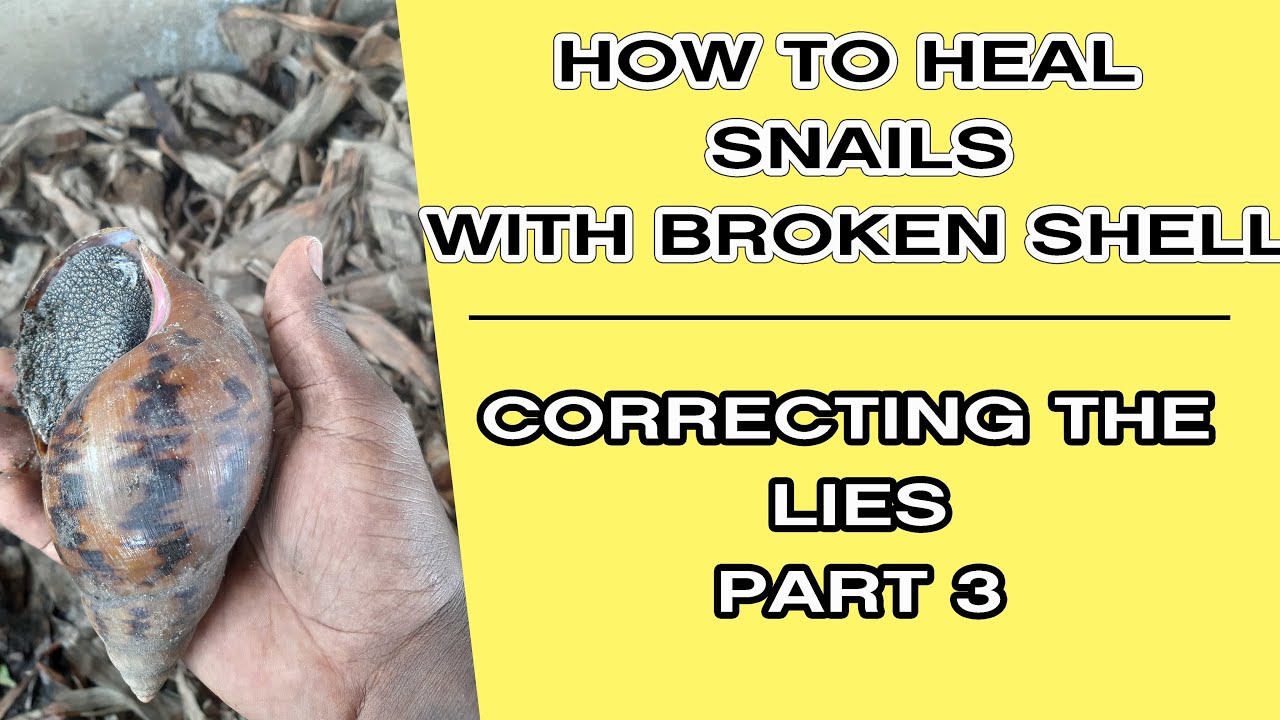 HOW TO HEAL YOUR INJURED SNAIL SHELL. CORRECTING THE LIES PART 3 - YouTube