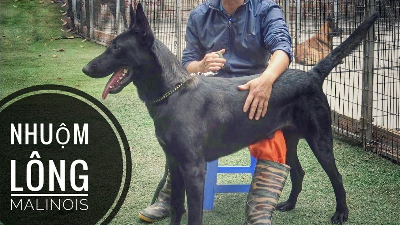 Nhuộm Lông Chó Malinois Duron/ NhamTuatTV - Dog in Vietnam - YouTube