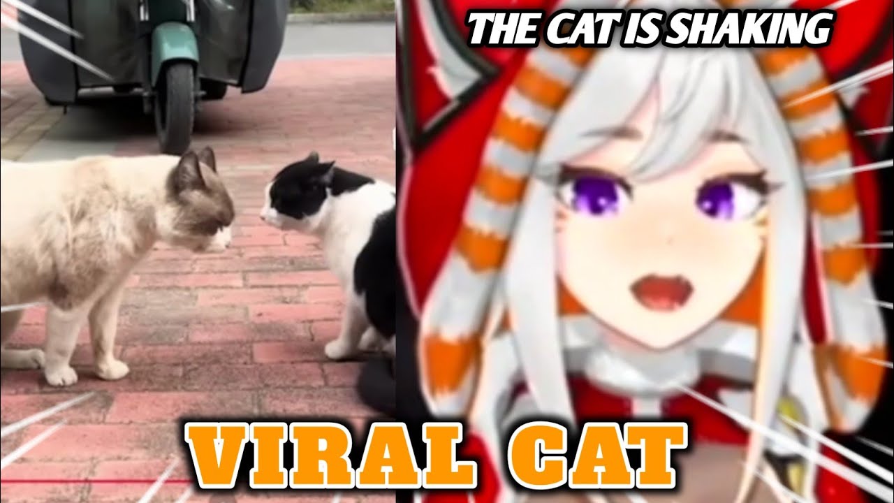VIRAL CAT 😅 (Deme Compilation) - YouTube