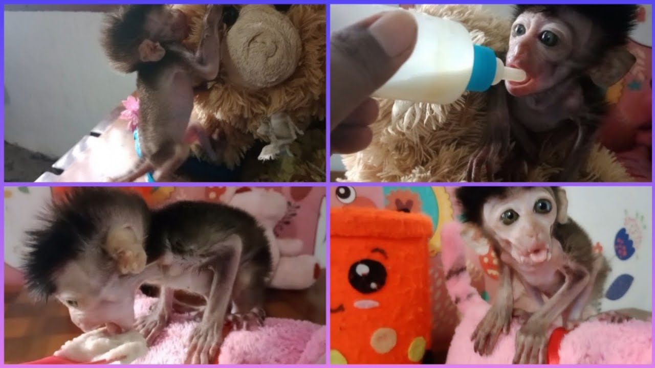 baby monkey playing in the house. - YouTube