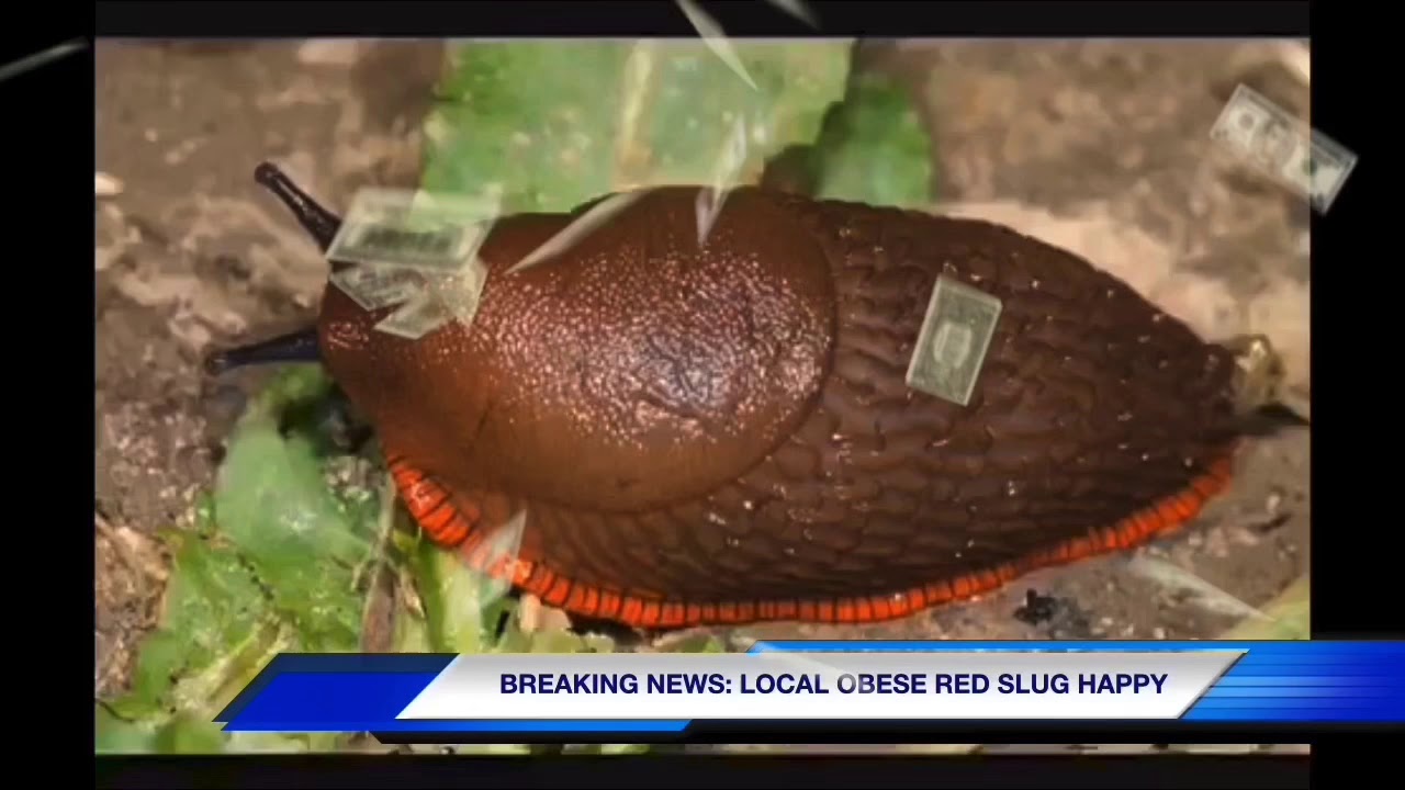 Local Obese Red Slug Happy - YouTube