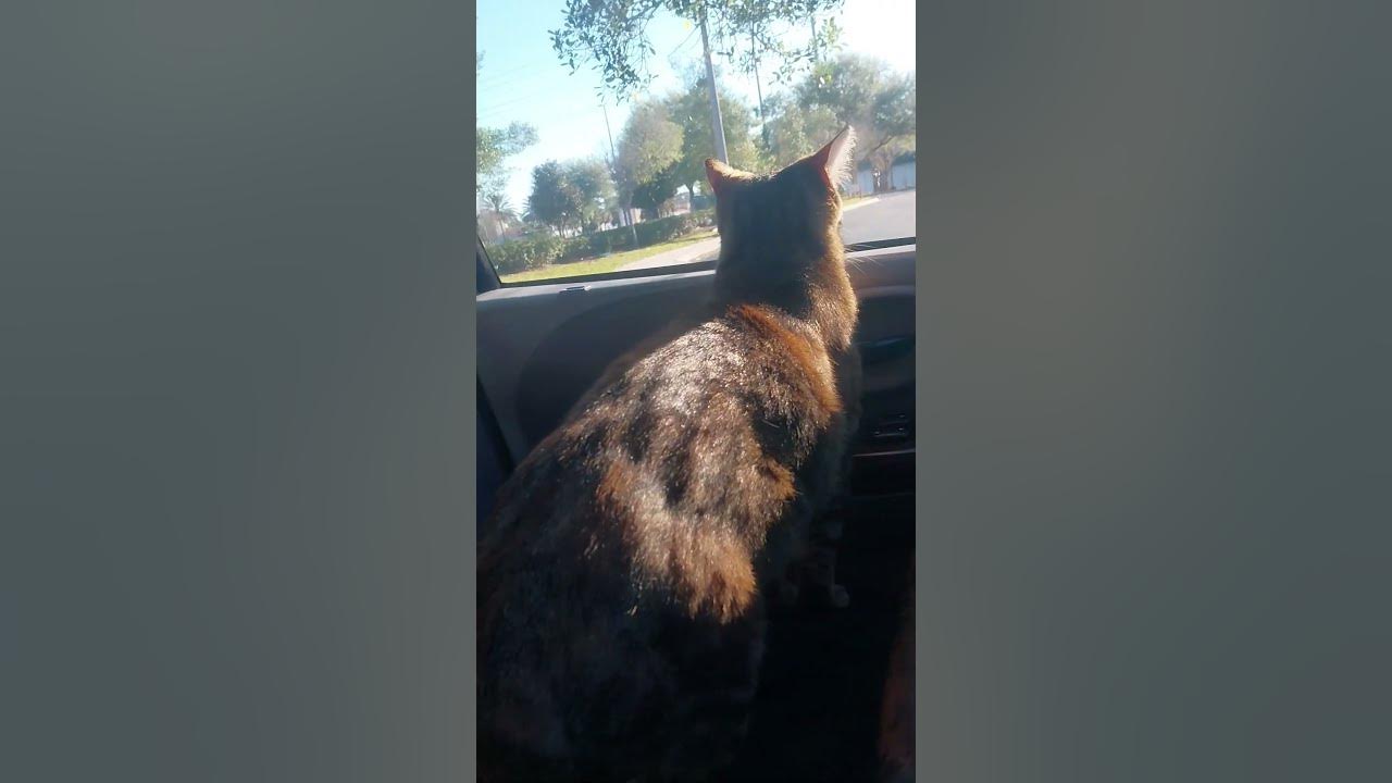 Precious Pussycat Show In The Rays Of The Sun Cat Catlover Purrfect