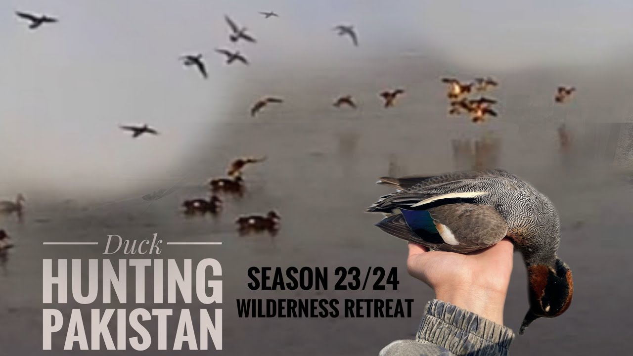 Duck Hunting in Pakistan | Jhelum River Waterfowl Hunting | Season 23/ ...