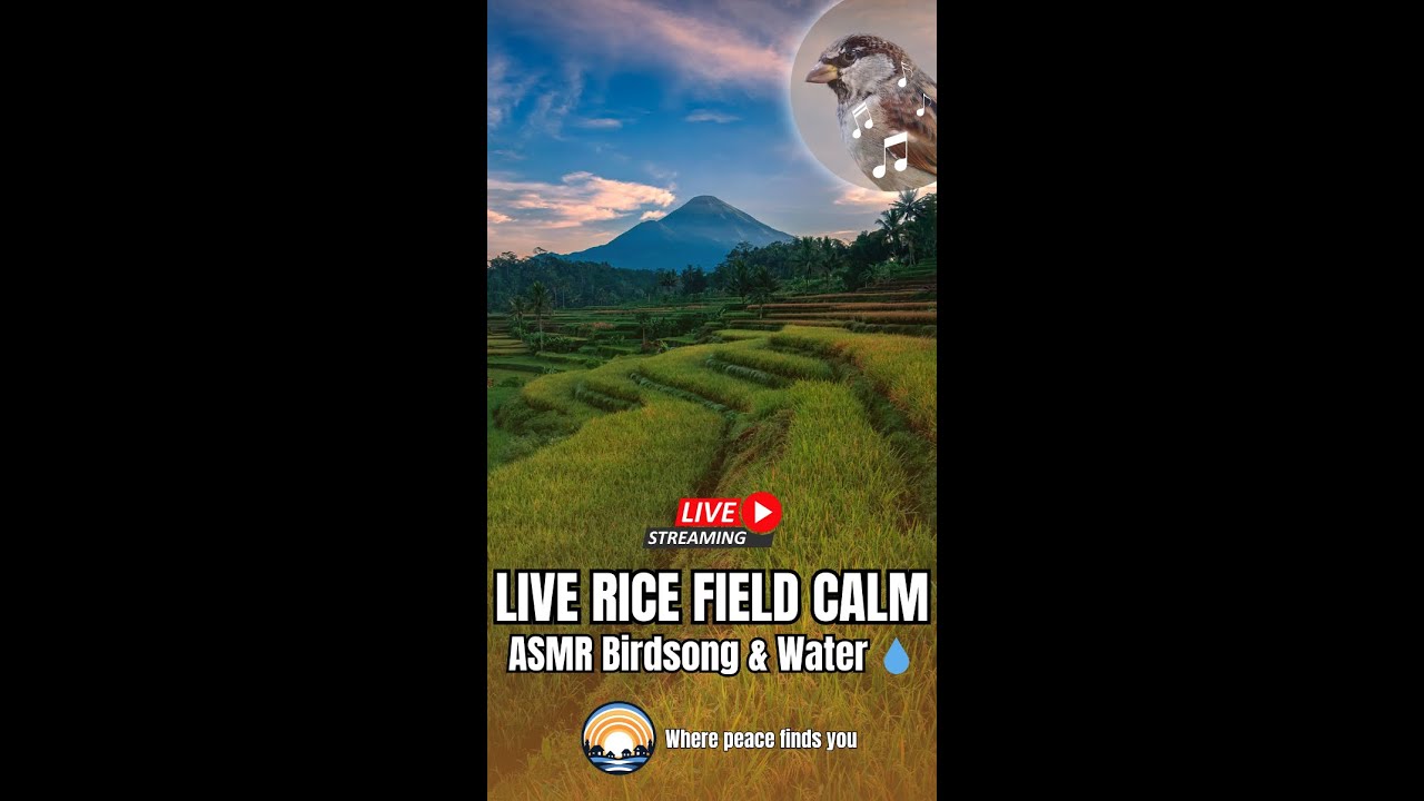 LIVE Rice Field Serenity: Calming Water & Birdsong for Meditation 🌾 ...