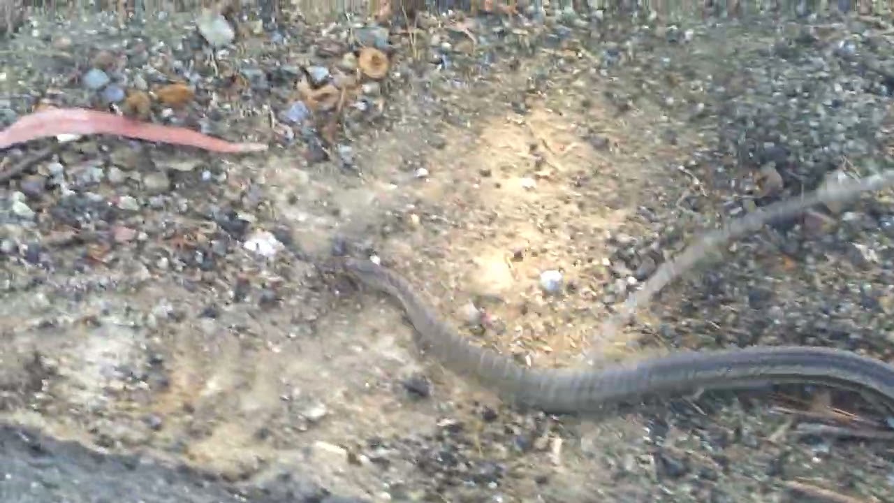 Snake saving - YouTube