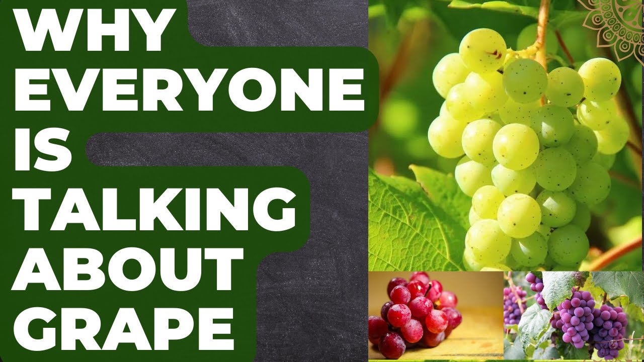 WHY EVERYONE IS TALKING ABOUT GRAPE - YouTube