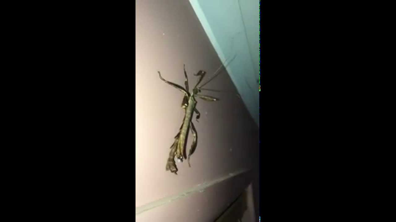 Giant flying insect - YouTube
