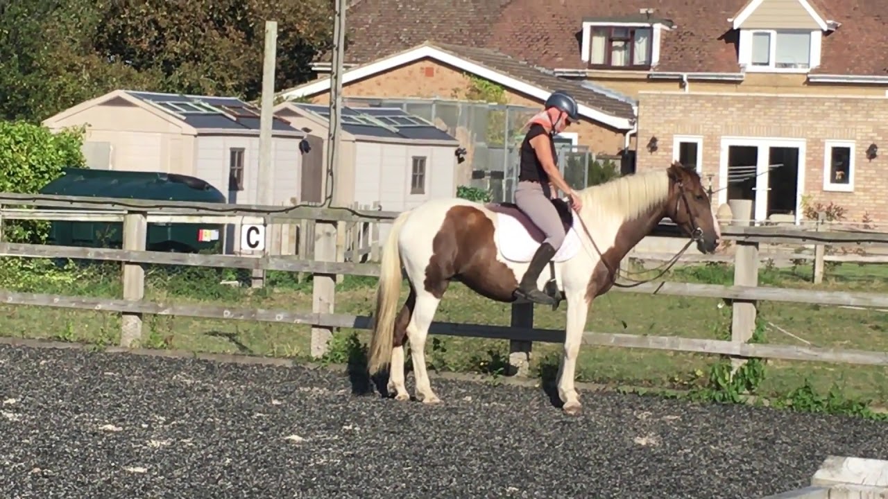 learning to ride without reins 5 rein back - YouTube