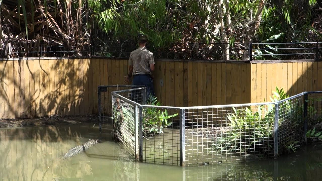 Hartley's Crocodile Adventures Croc Show - YouTube