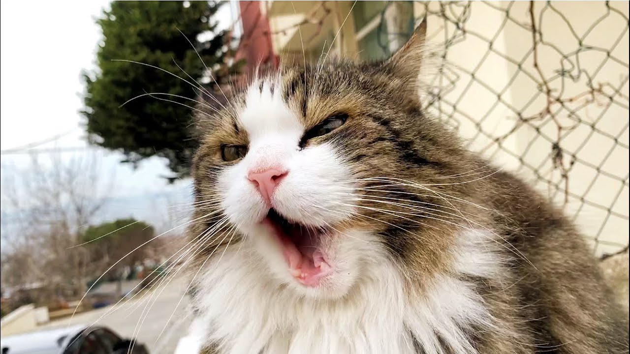 Grumpy Fluffy Cat always complaining about something. - YouTube