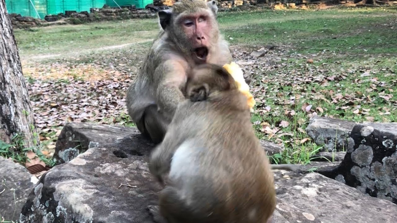 SWEET PEA Cry Loudly !Because of POPEYE Give a Slap. - YouTube