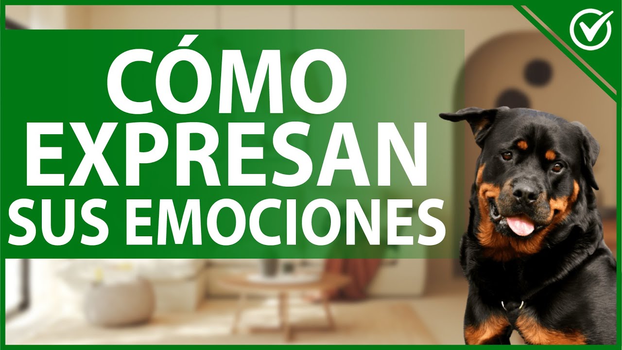 🐕 Cómo es que Expresan sus Emociones los Perros | ¿Qué Emociones ...