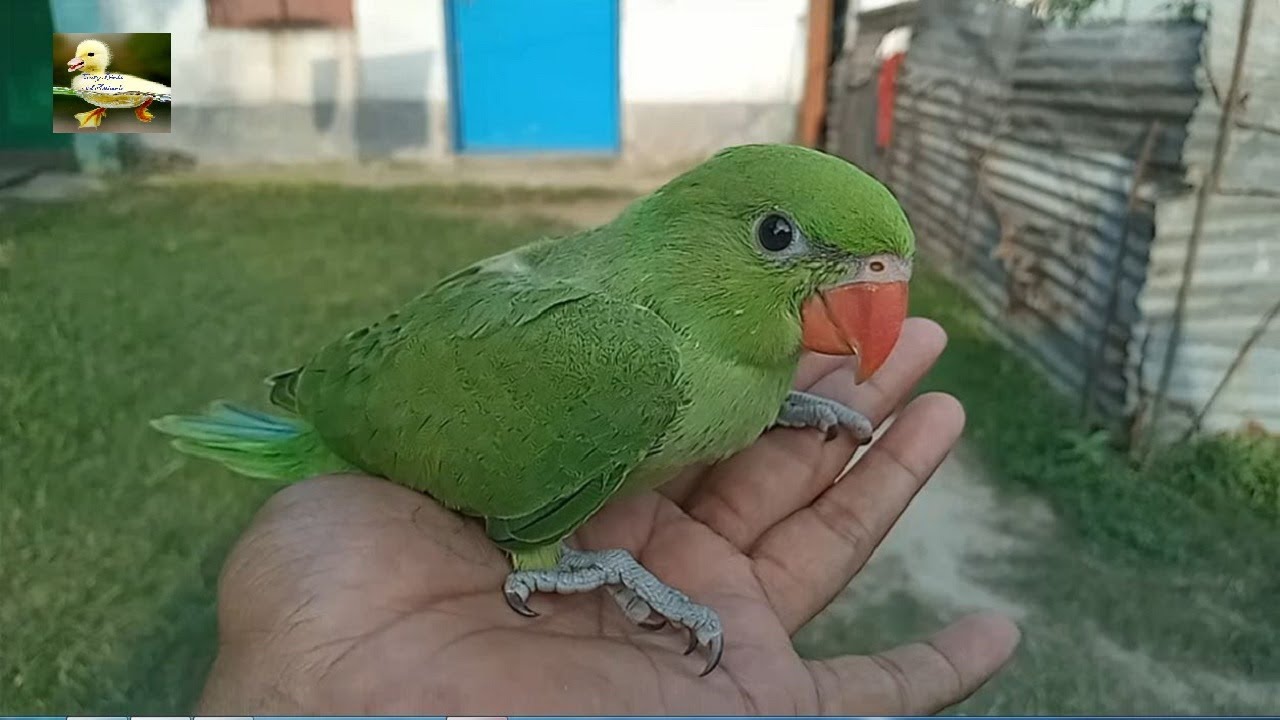 Bengali Green Parrot│Pets│Parrots│Birds - YouTube