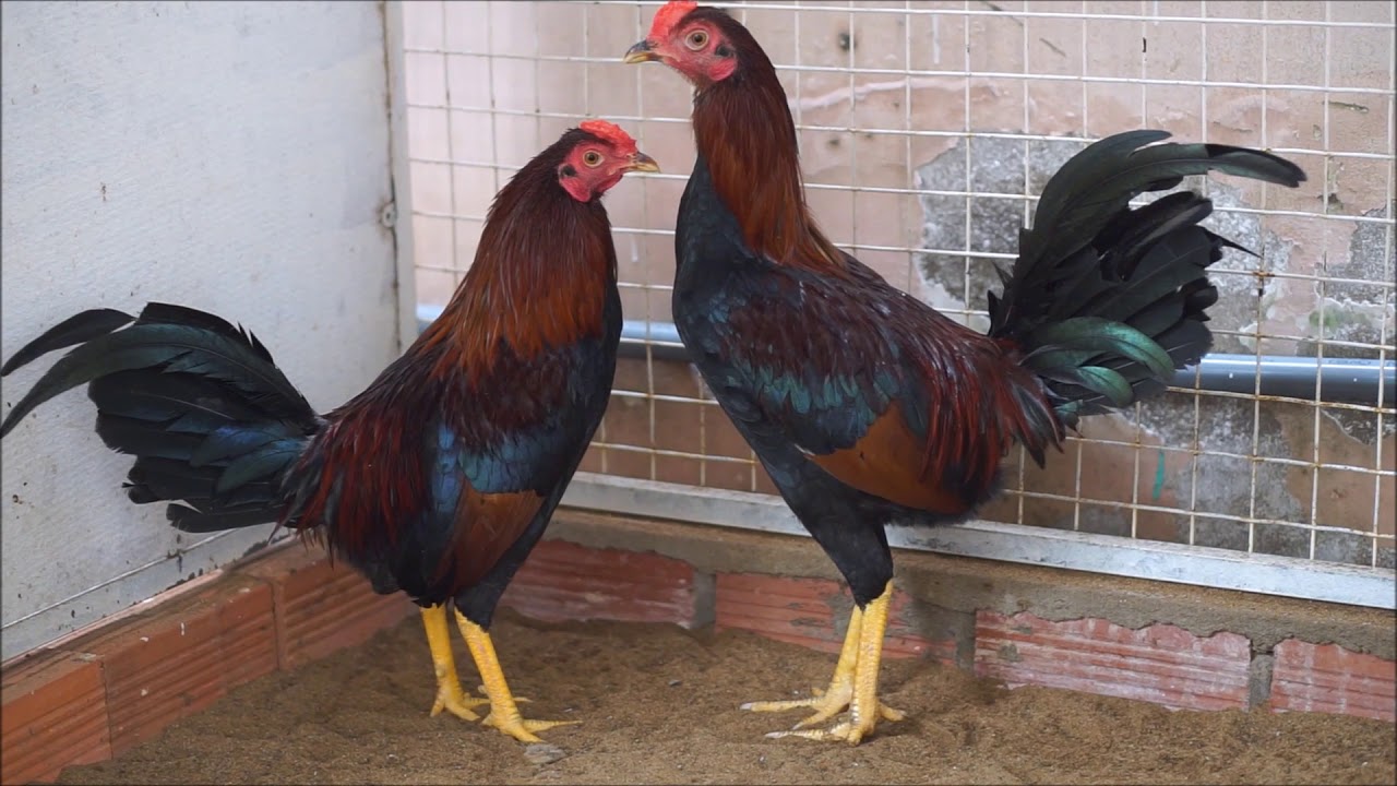 Asil x Kelso 6th - Alo anh Tài 0938 025 018 ! - YouTube