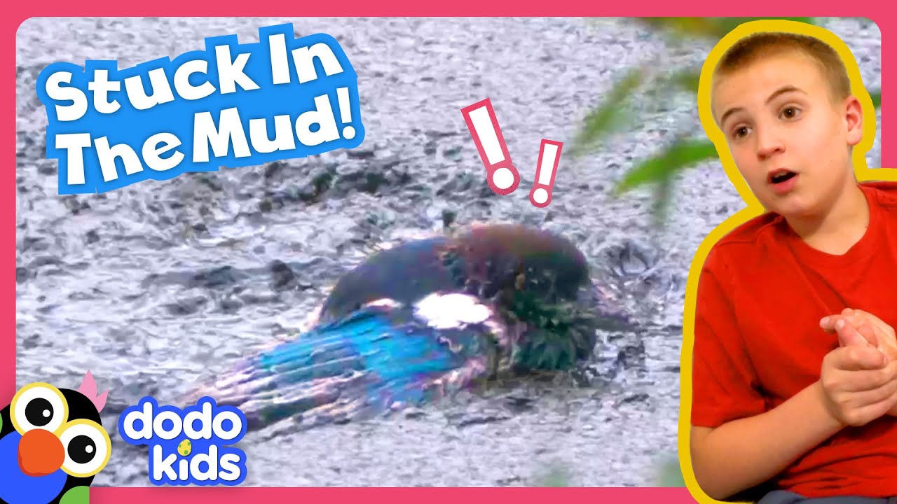 How Will They Save This Bird Stuck In Slimy Mud? | Dodo Kids | Rescued ...