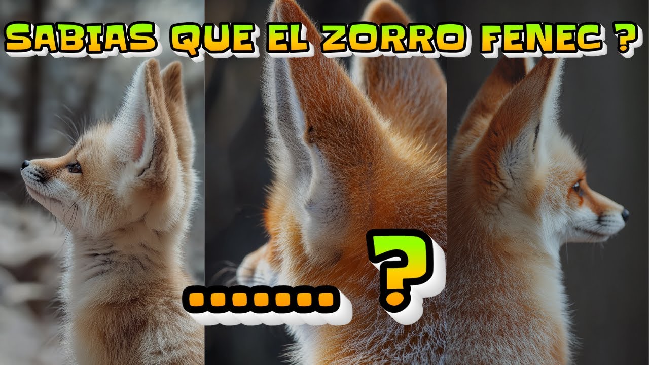 👂🦊 ¡Orejas Gigantes en el Desierto! Descubre al Increíble Zorro Fénec ...