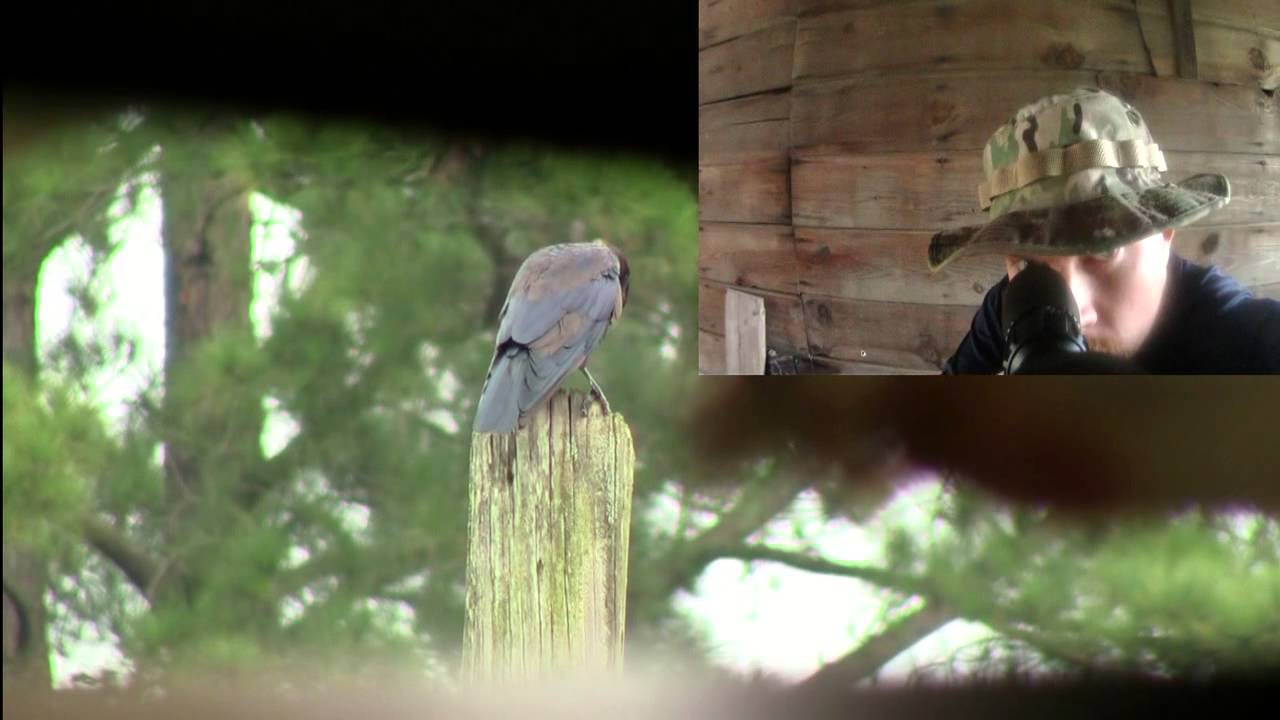 Toasting an Egg Stealing Crow - YouTube